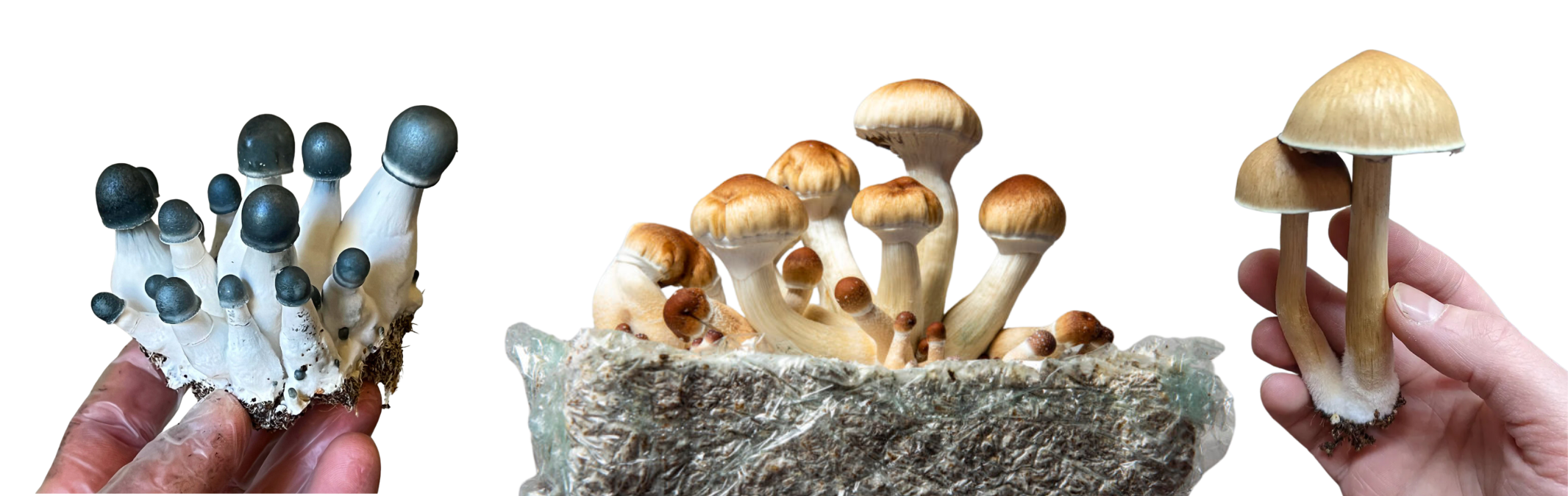 Magic Mushroom Spores | Shop 50+ Psilocybin Strains