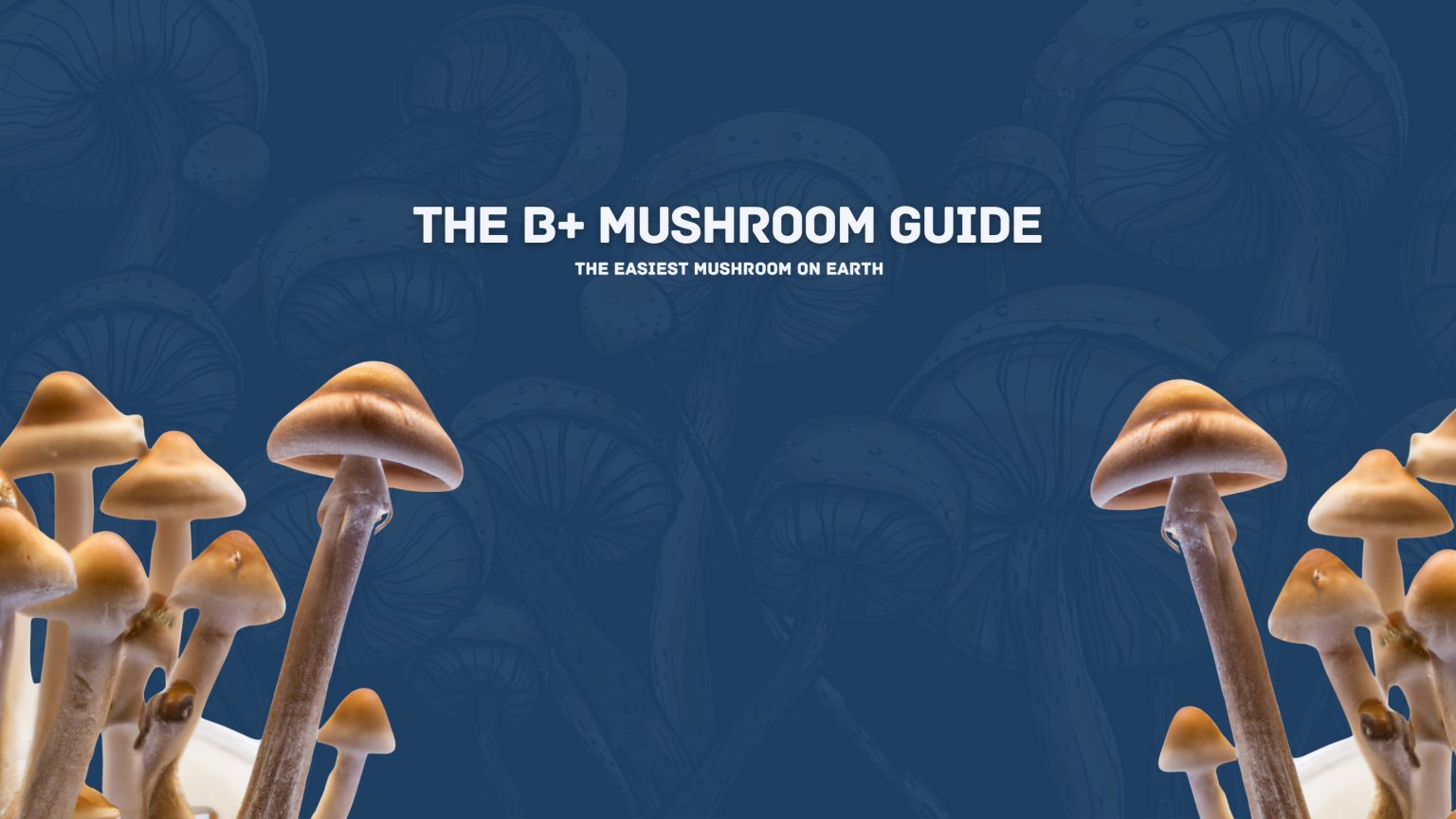 B+ Magic Mushroom Guide | For Beginners
