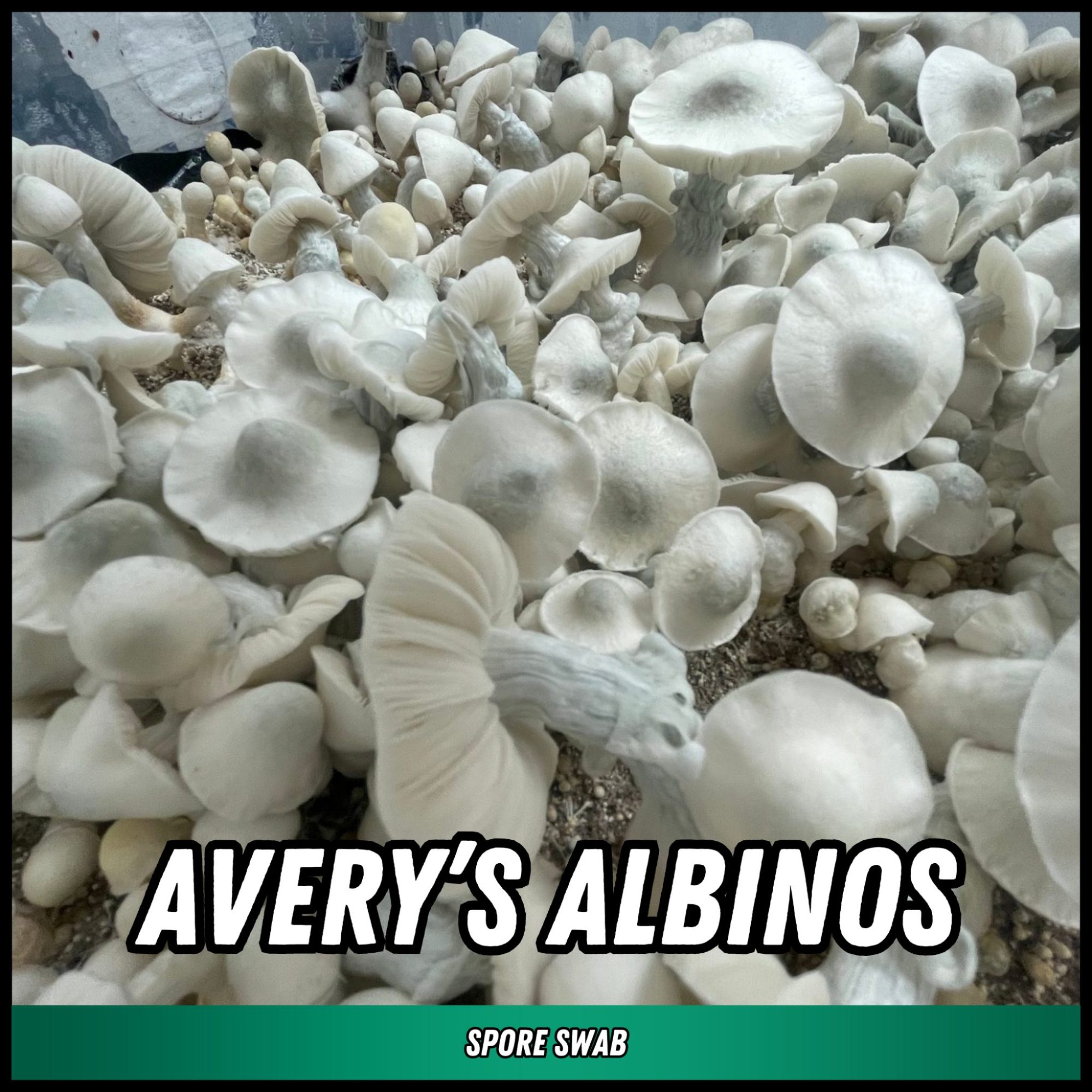 Golden Teacher Spores | Free Shipping $50+ | Eden Shrooms