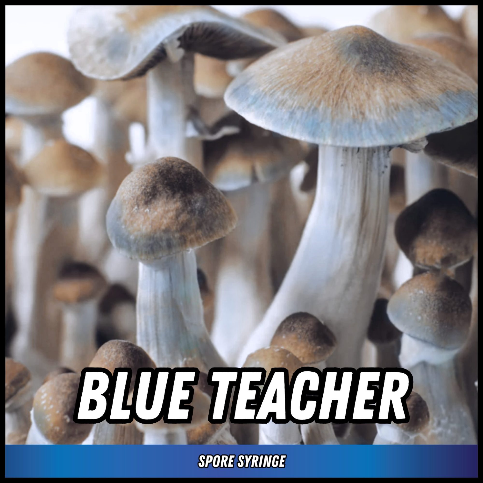 Blue Teacher Spore Syringe (Cubensis) | Shop Now