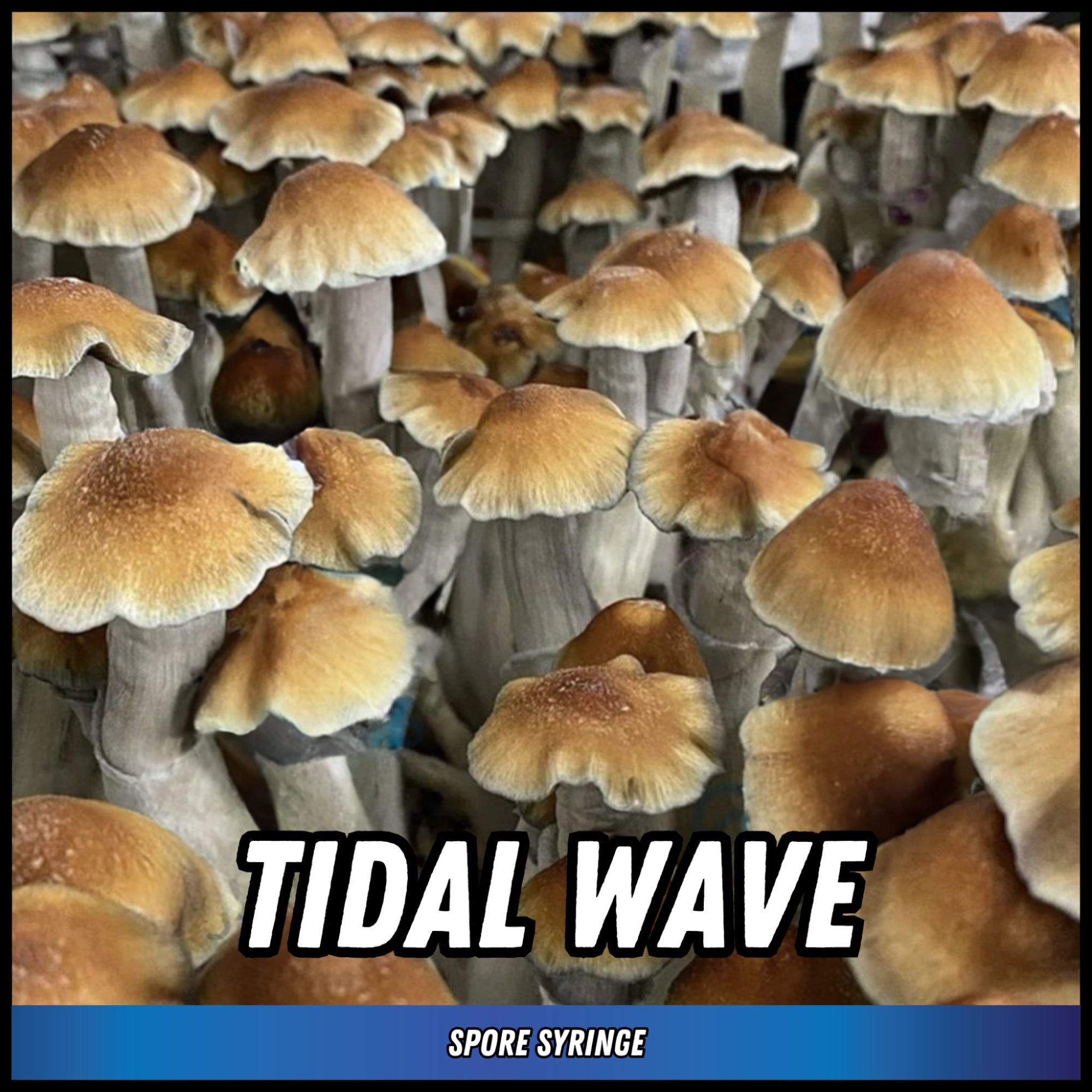 Tidal Wave Spores | Contamination-Free | Eden Shrooms