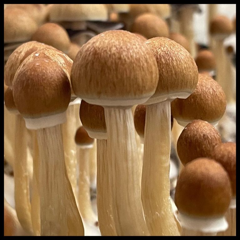 B+ Magic Mushroom Guide | For Beginners